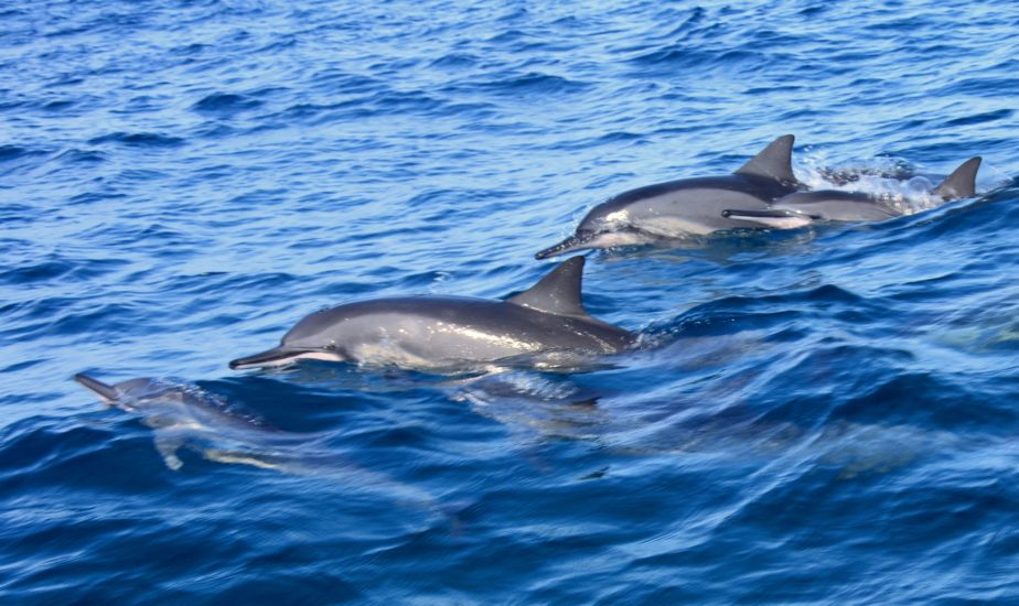 „DELFINE – HARMONIE“ | Herz und Liebe