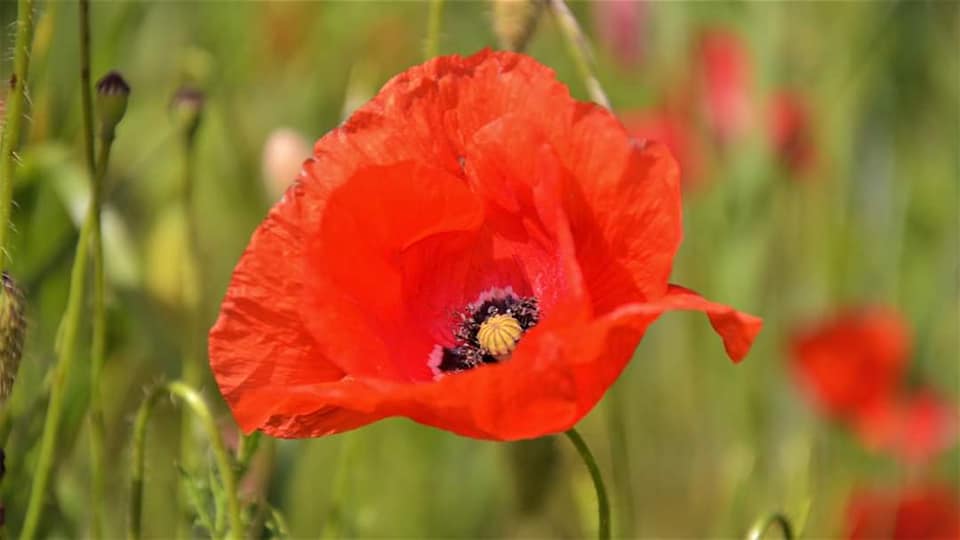 Herz berühren – Gedicht vom 17.06.2020 | Herz und Liebe